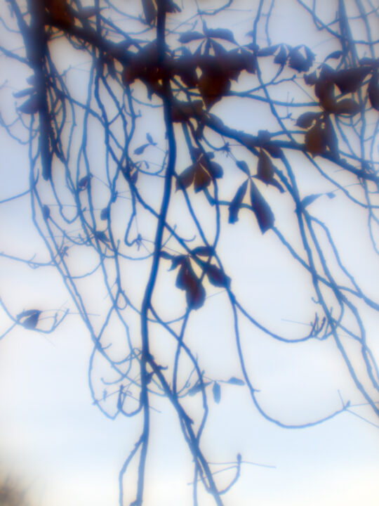 Symbiose – ALEXANDERBINDER.ORG/archiv